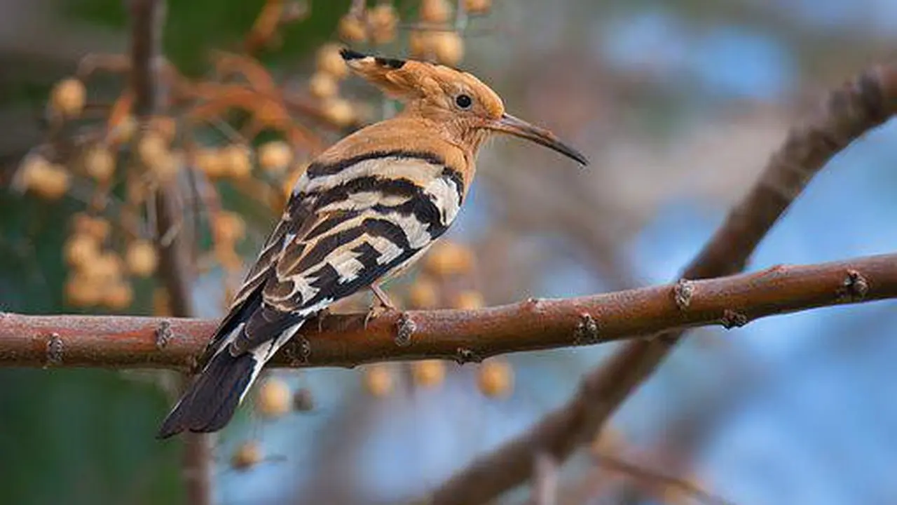 Burung Hudhud dan Shurad Apakah Ada di Indonesia, di Mana Habitatnya ...