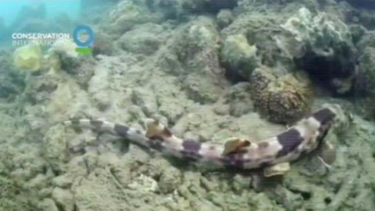 [VIDEO] Ditemukan Spesies Hiu Baru: Bisa Berjalan - News Liputan6.com