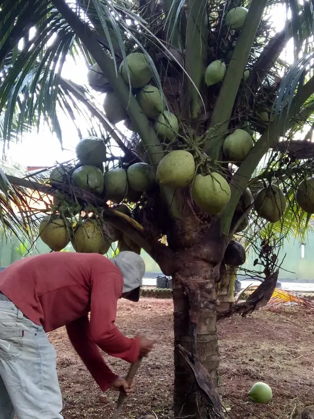 Mengenal Beragam Varietas Kelapa Genjah, dari Salak hingga Pandan Wangi ...