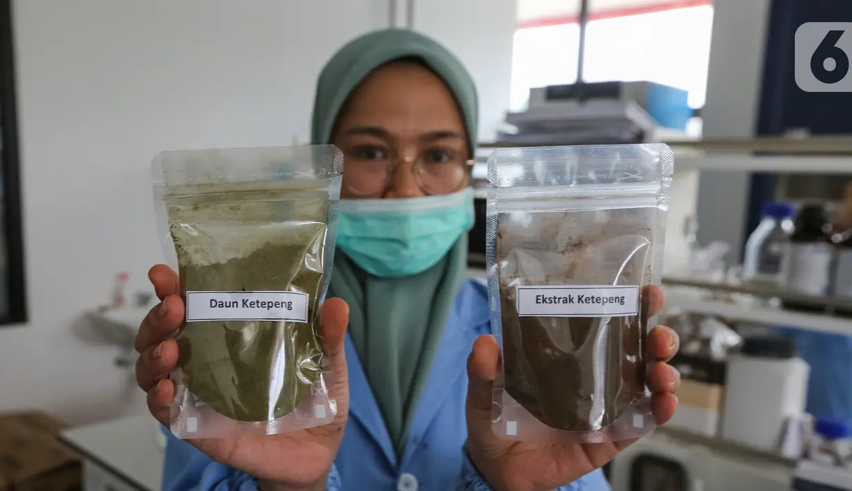 FOTO: Peneliti LIPI Temukan Daun untuk Menghambat Virus Covid-19 - Foto ...