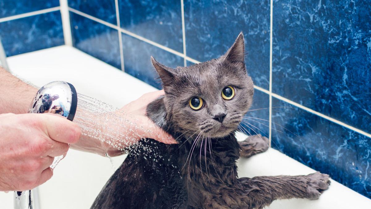 Benarkah Semua Jenis Kucing Takut Air?