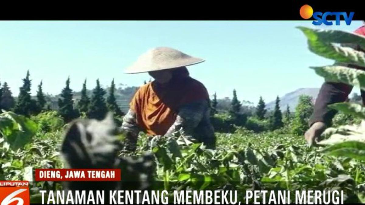 Dilanda Cuaca Ekstrem, Petani Dieng Wonosobo Merugi