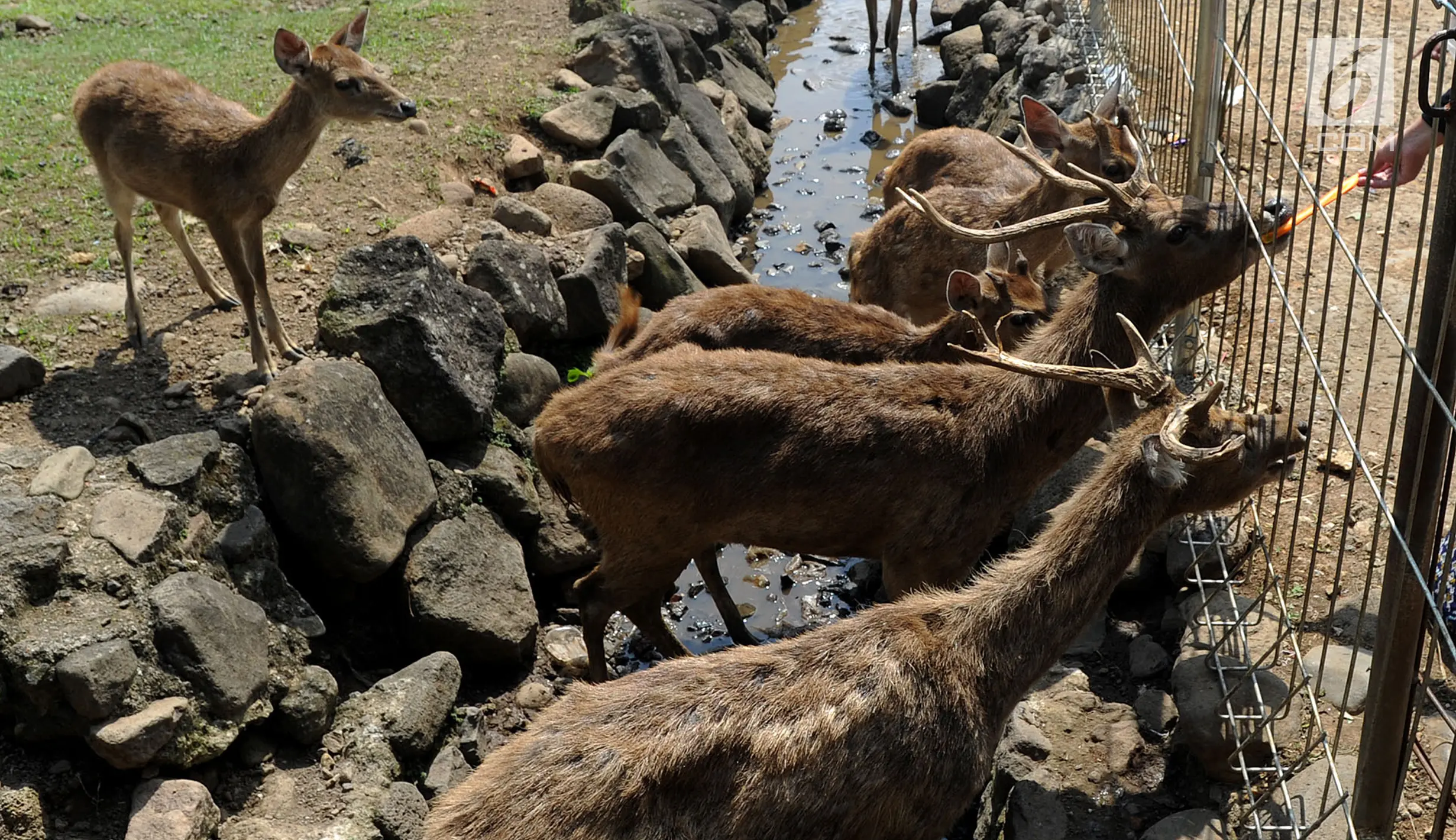 FOTO: Asyiknya Memberi Makan Rusa Jawa di Penangkaran Bogor - Foto ...
