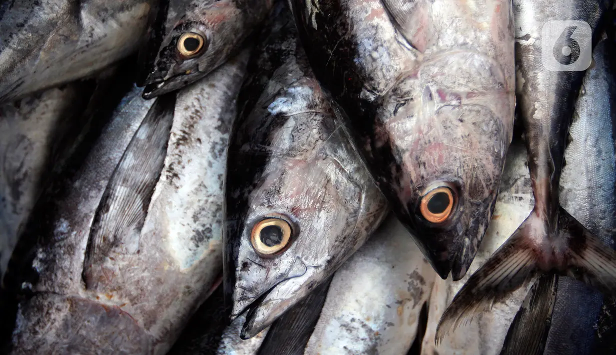 Perikanan Indonesia Gencarkan Ekspor di Tahun 2023 - Foto Liputan6.com