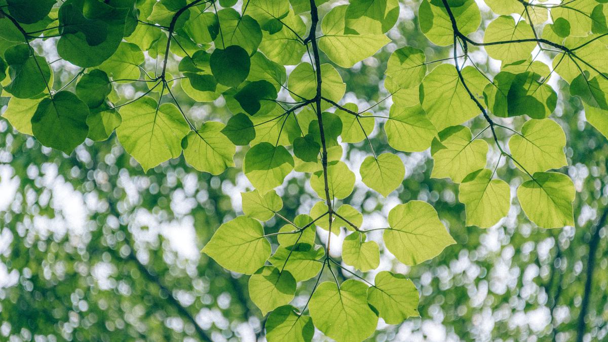 5 Manfaat Daun Katuk Bagi Kesehatan, Tingkatkan Vitalitas Pria ...