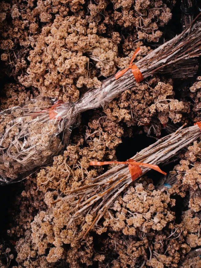 Beda dari Gunung Lain, Mengapa Bunga Edelweis di Bromo Dijual ke ...