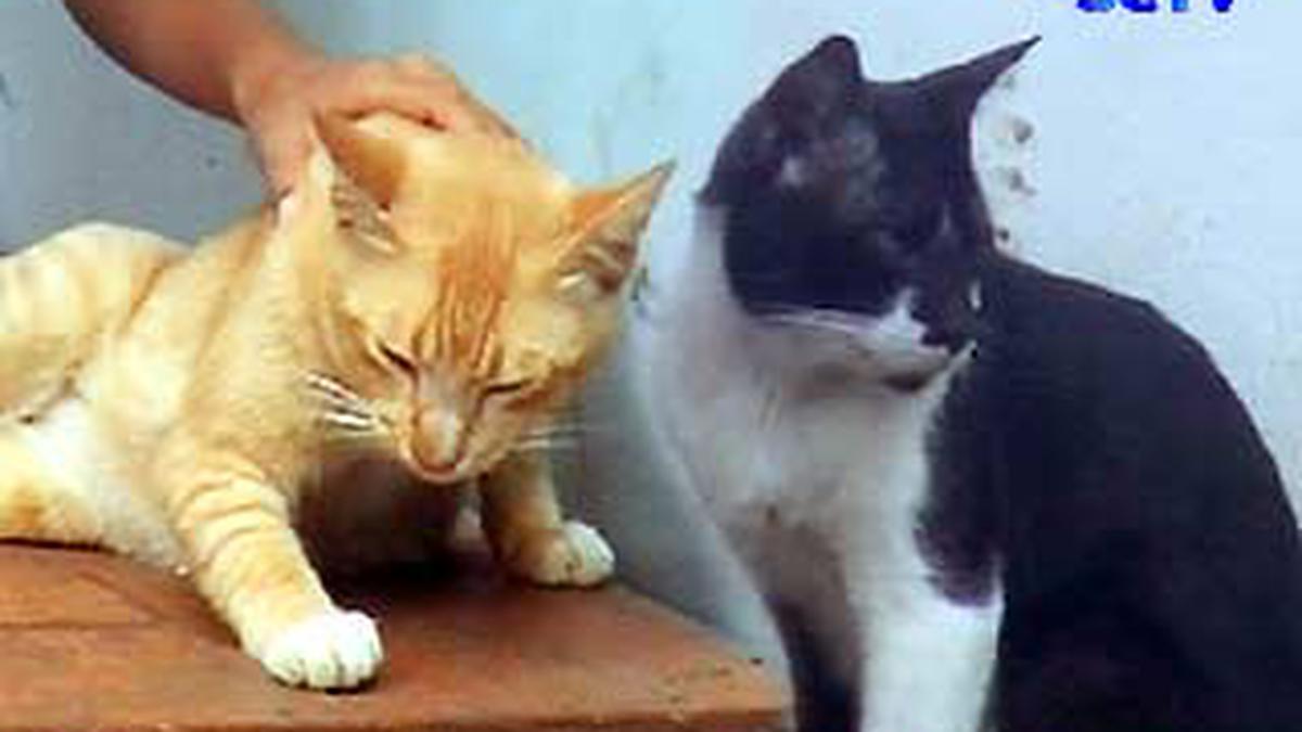 Dulmatin Wariskan Dua Kucing Kesayangan - News Liputan6.com