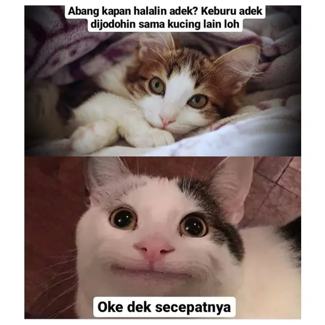 7 Meme Kucing Romantis Minta Dinikahi Ini Bikin Senyum Sendiri - Hot ...