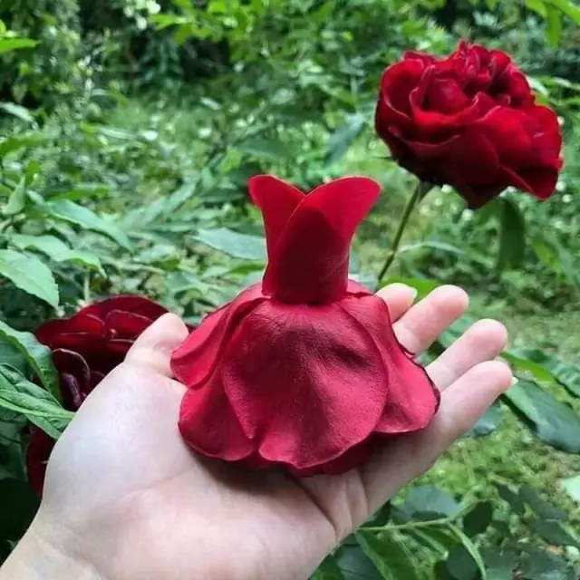 Seniman Ini Kreasikan Bunga Asli Jadi Gaun Peri, 7 Hasilnya Mengagumkan ...