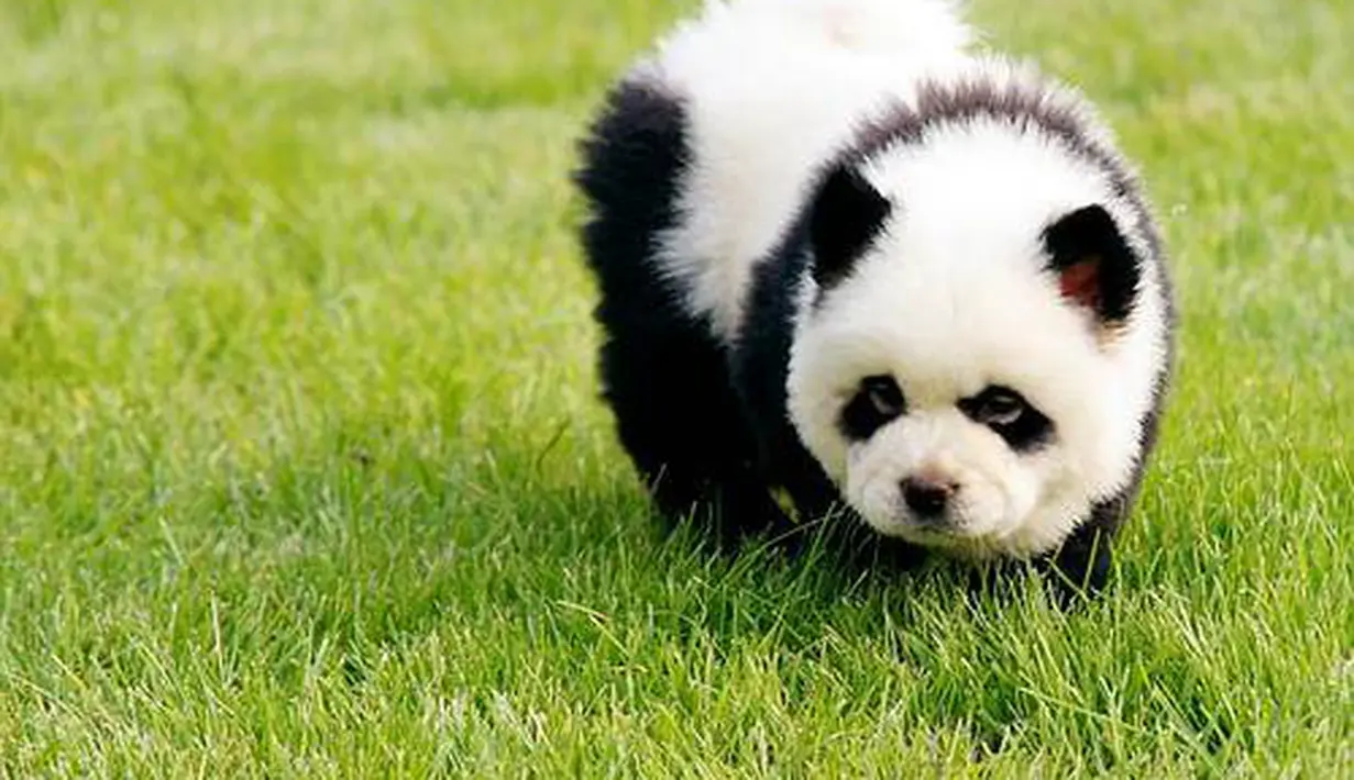 Ini Anjing Atau Panda Ya? - Photo Fimela.com