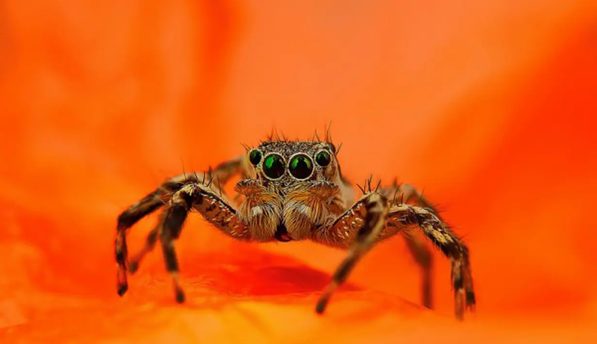 Cantiknya Kawanan Laba-laba Ini Berpose Di Depan Kamera - Photo Fimela.com