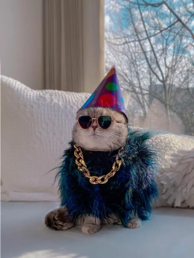 8 Potret Kucing Pakai Kostum Unik Ini Curi Perhatian, Menggemaskan ...