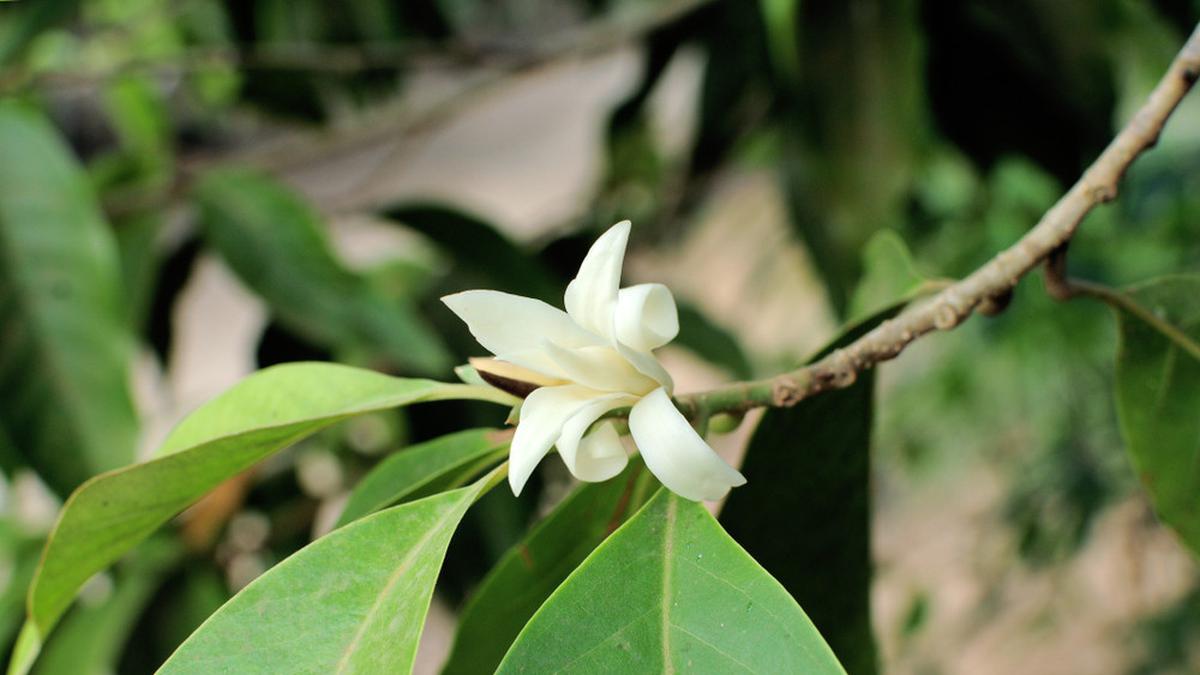5 Manfaat Bunga Kantil yang Jarang Disadari untuk Kesehatan