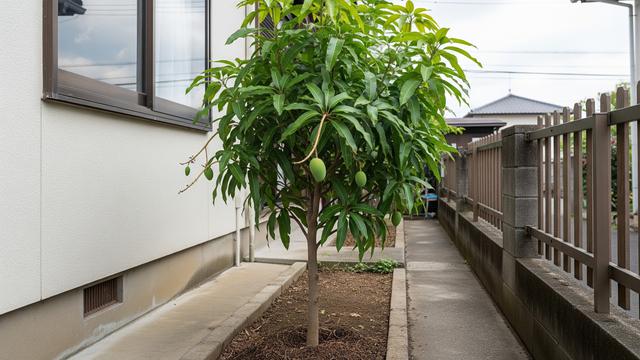 7 Pohon Buah dengan Batang yang Ramping untuk Lahan Rumah Sempit, Mudah ...