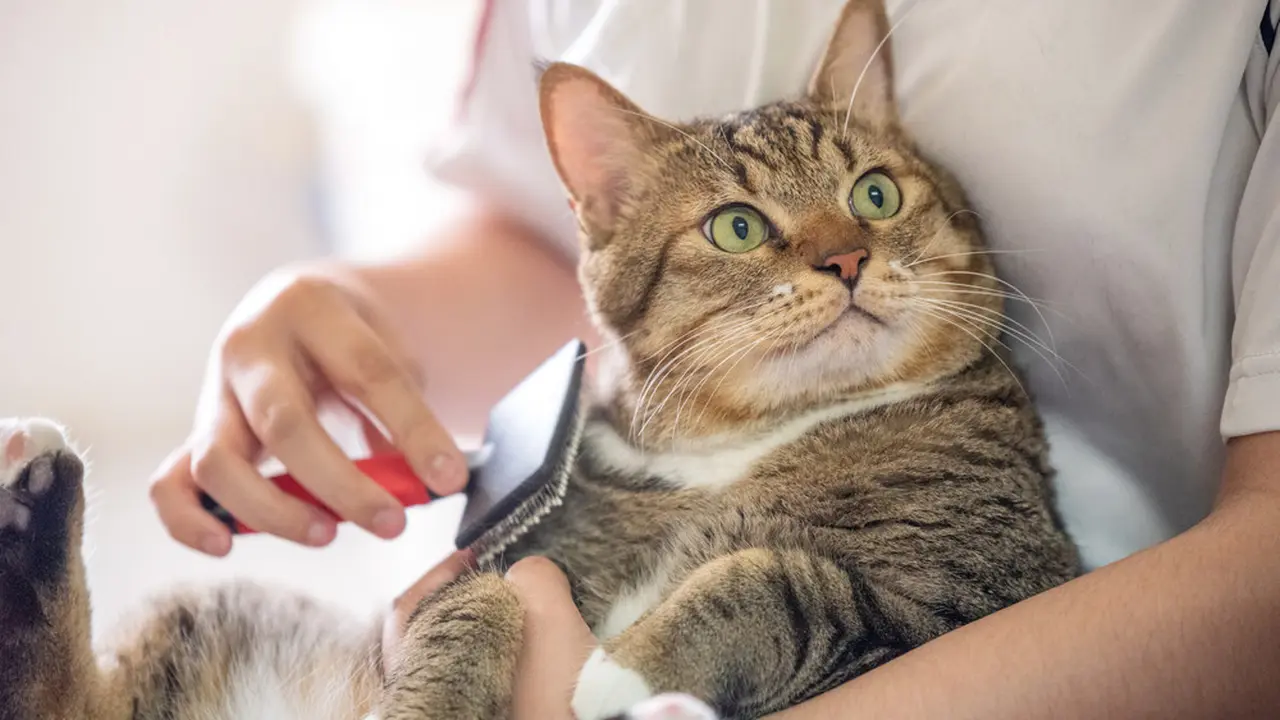 7 Tips Membantu Kucing Kesayangan Beradaptasi dengan Lingkungan Baru ...