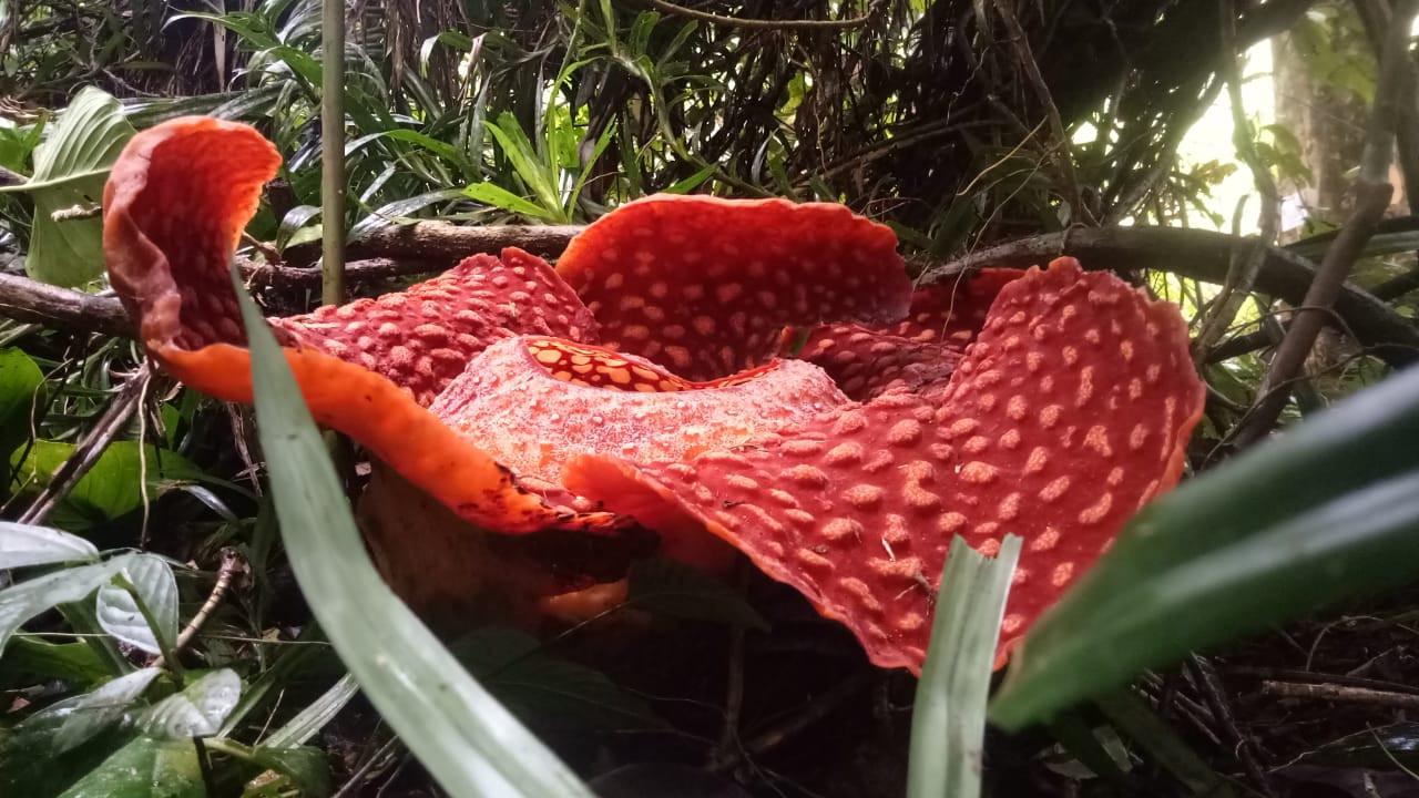 Bunga Rafflesia Arnoldi Kembali Mekar di Rejang Lebong Bengkulu