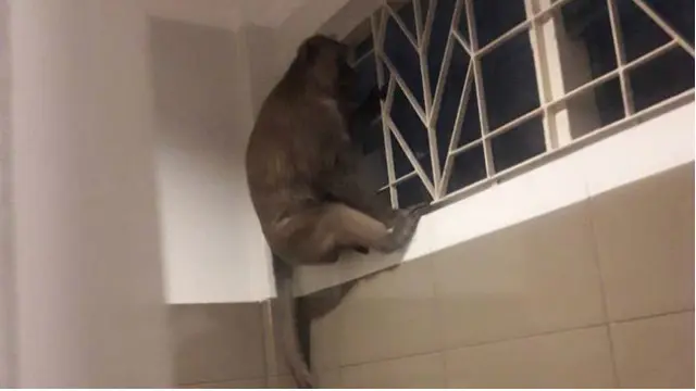 Monyet Besar Bikin Heboh Ruko di Surabaya - Regional Liputan6.com