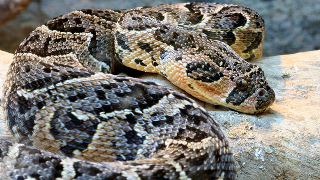 Mata hingga Warna Kulit, Ini 7 Jurus Jitu Mengidentifikasi Ular Berbisa ...