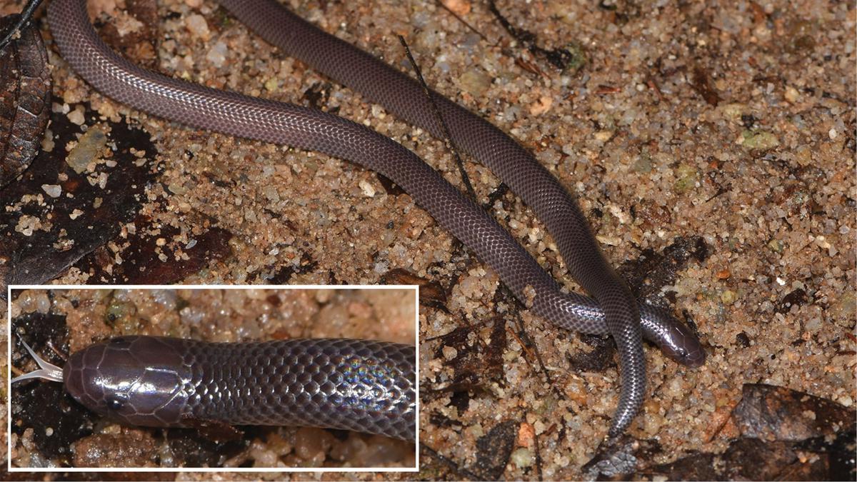 Ditemukan Spesies Baru Ular yang Bisa Gigit Mangsanya Tanpa Buka Mulut ...