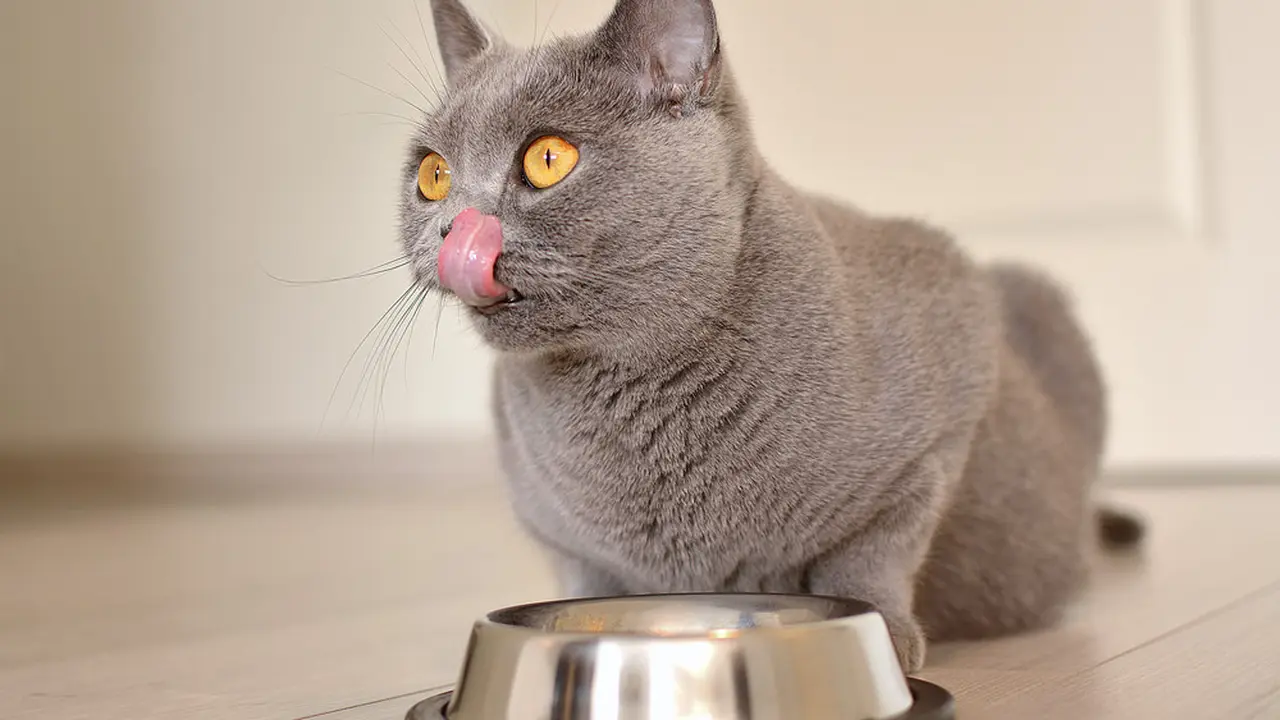 Wajib Tahu! Ini Tanda-Tanda Kucing Kamu Sedang di Masa Kehamilan - Hot ...