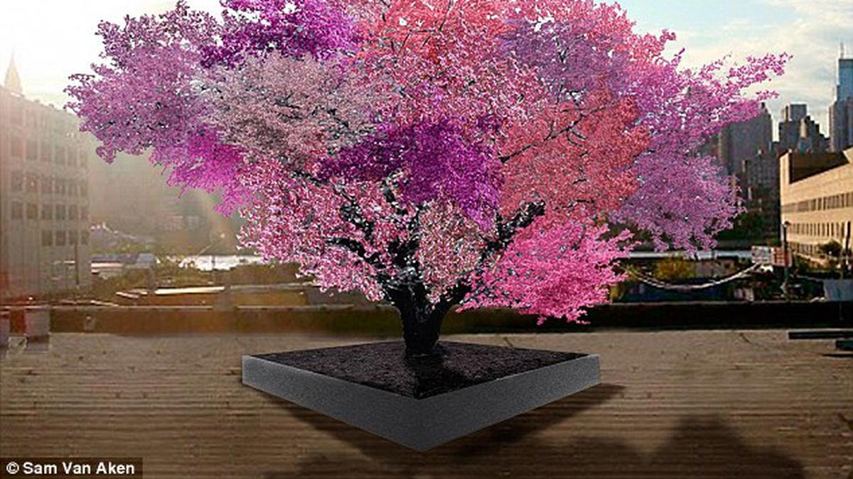 Pohon Super, Satu Pohon Hasilkan 40 Buah Berbeda - Lifestyle Liputan6.com