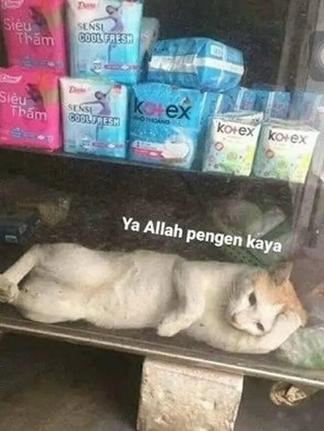 6 Meme Kucing Banyak Pikiran Ini Nyeleneh Banget, Kocak - Hot Liputan6.com