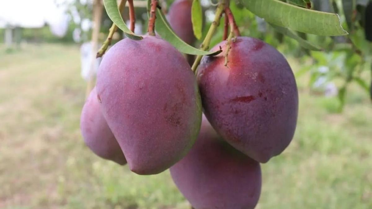 Varietas Baru, Mangga Arum Merah Buah Lokal Asal Situbondo