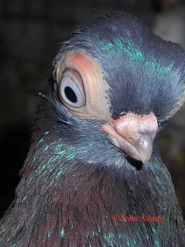 7 Potret Merpati Bermata Melotot Ini Mirip Kartun, Unik dan Langka ...