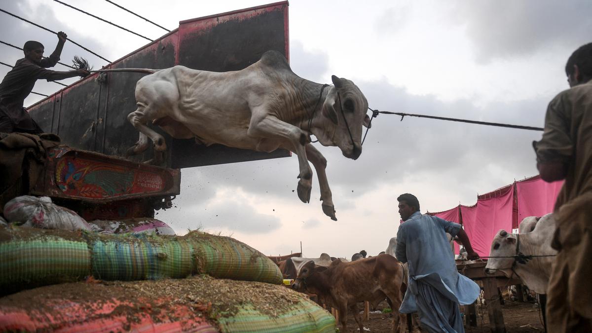 FOTO: Kesibukan Pasar Ternak di Pakistan Mendekati Idul Adha