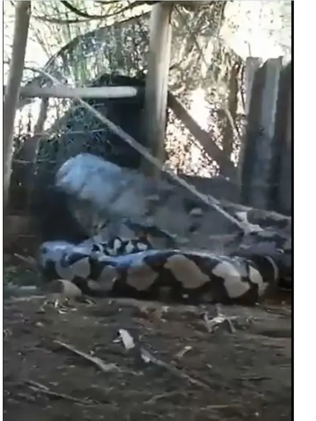 Viral Penampakan Ular Piton Raksasa di Sebuah Kandang, Diduga Usai ...