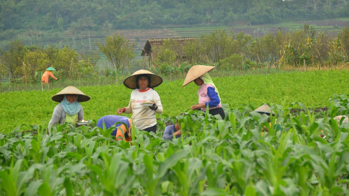 Sektor Pertanian jadi Solusi Lapangan Kerja bagi Generasi Muda
