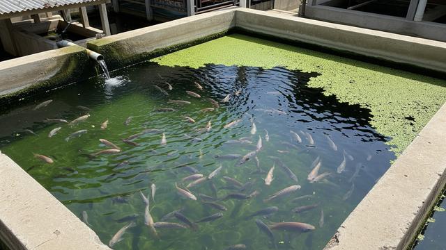 Panduan Budidaya Azolla untuk Alternatif Pakan Ikan, Tingkatkan Untung ...