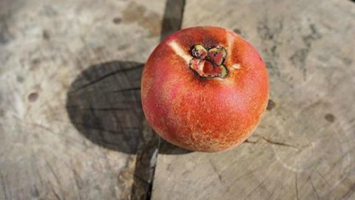 Mengenal Buah Bisbul yang Mirip dengan Kesemek - Regional Liputan6.com