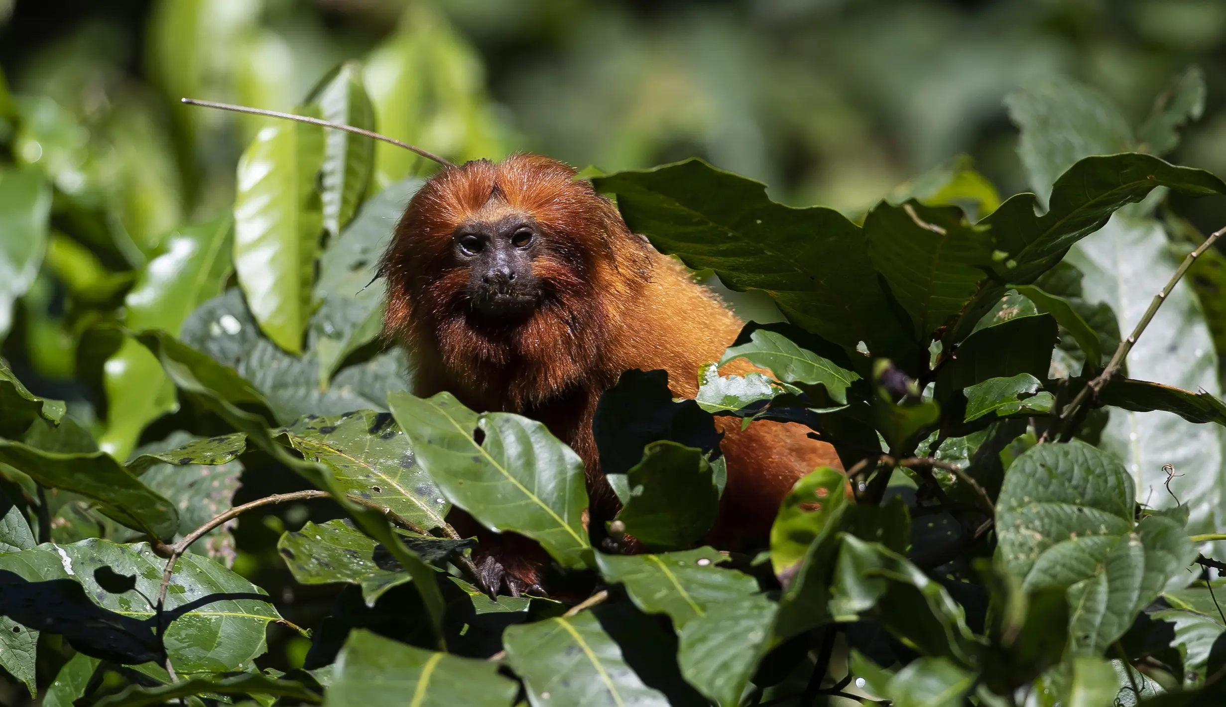 FOTO: Konservasi Tamarin Singa Emas yang Terancam Punah - Foto Liputan6.com