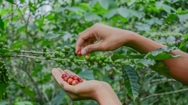 Mengenal Arabika, Jenis Kopi yang Sudah Berusia 600.000 Tahun - Global ...