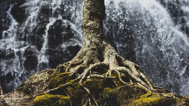 40 Kata-Kata Bijak tentang Akar, Jadi Pengingat dan Membantumu Membumi ...