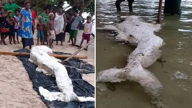 Viral Penemuan Makhluk Mirip Putri Duyung di Papua Nugini, Ini ...