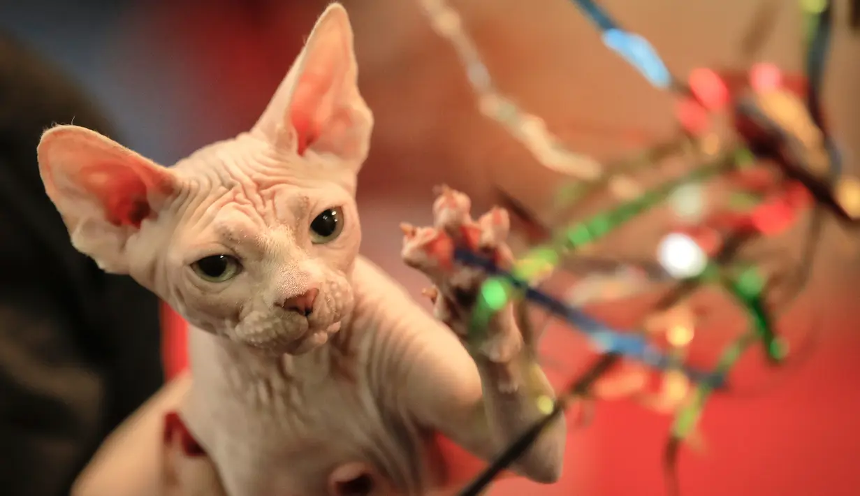 FOTO: Aksi Menggemaskan Kucing Tanpa Bulu di Kontes Internasional ...
