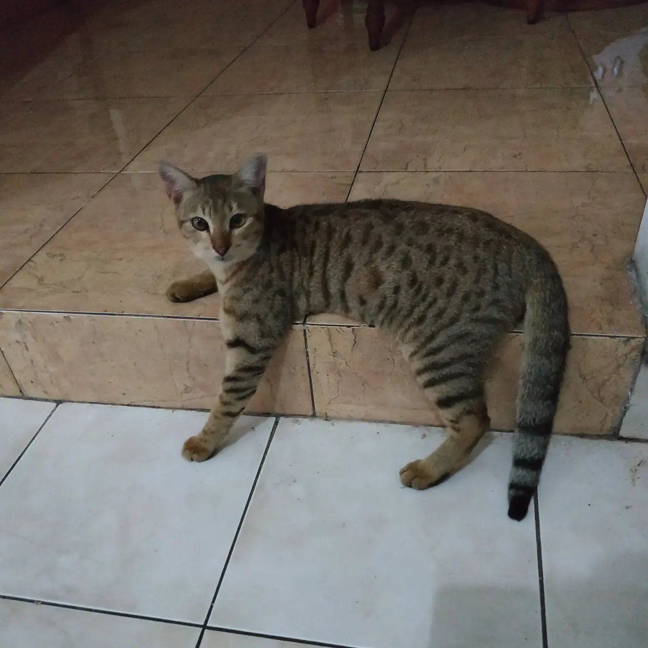 6 Potret Kucing Duduk tapi Berdiri Ini Bikin Heran, Bersantai dengan ...