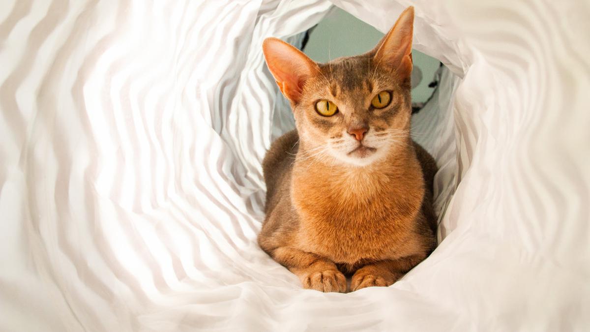 10 Jenis Kucing yang Mirip Anjing, Perhatikan Bentuk Fisiknya