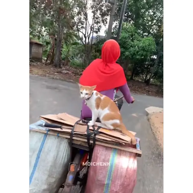 6 Potret Kucing Dibonceng Pakai Sepeda Ini Bikin Gemas, Anteng Banget ...