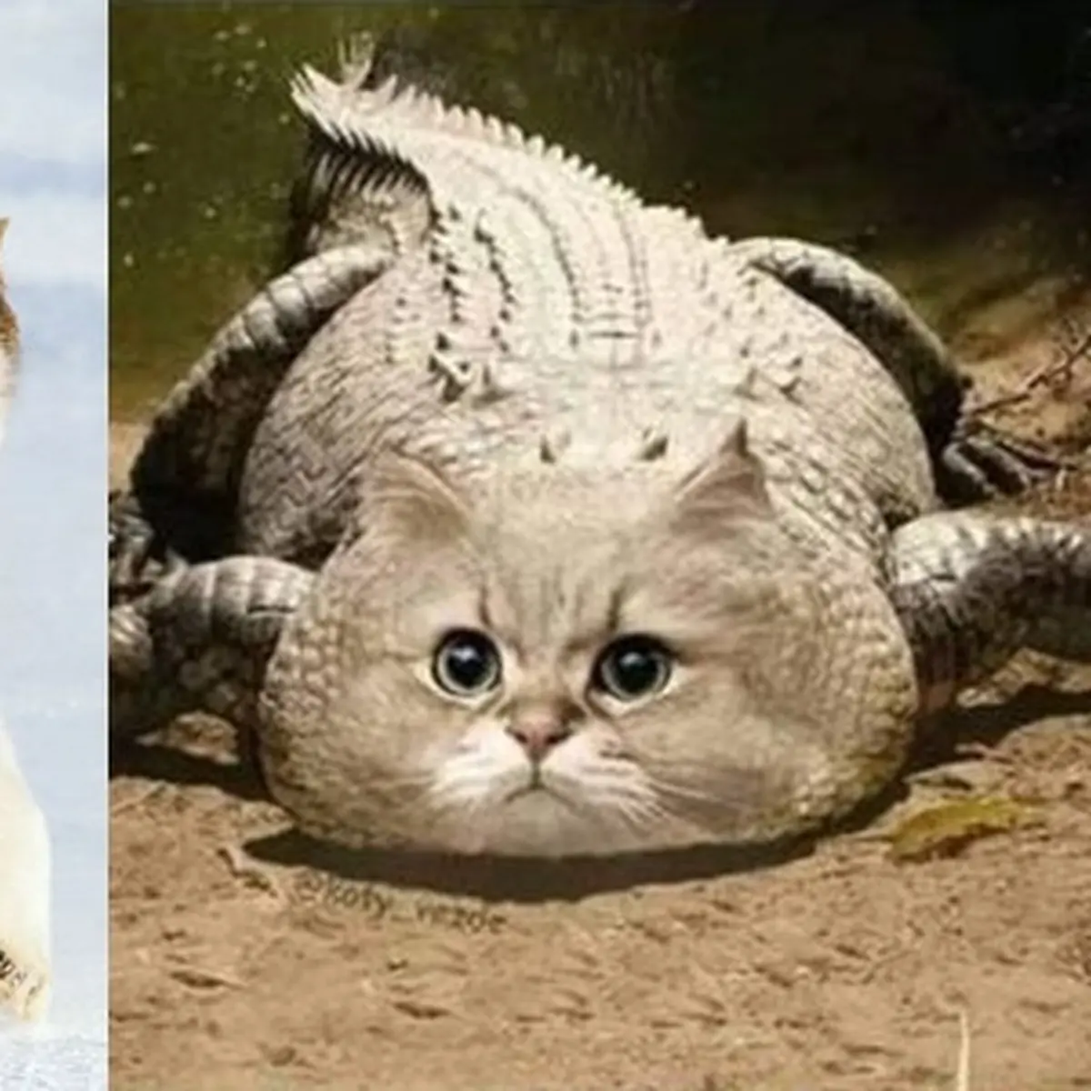 Kucing Lucu Dan Aneh