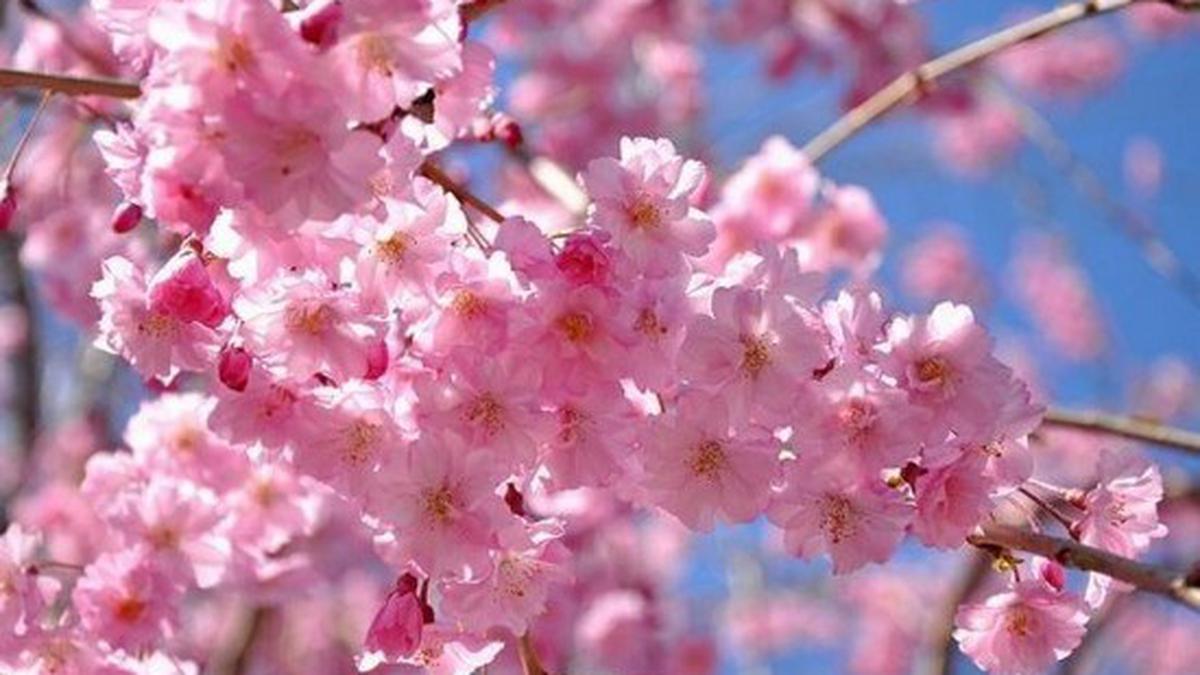 Ini Dia Bunga-Bunga Tercantik Di Dunia - Photo Fimela.com