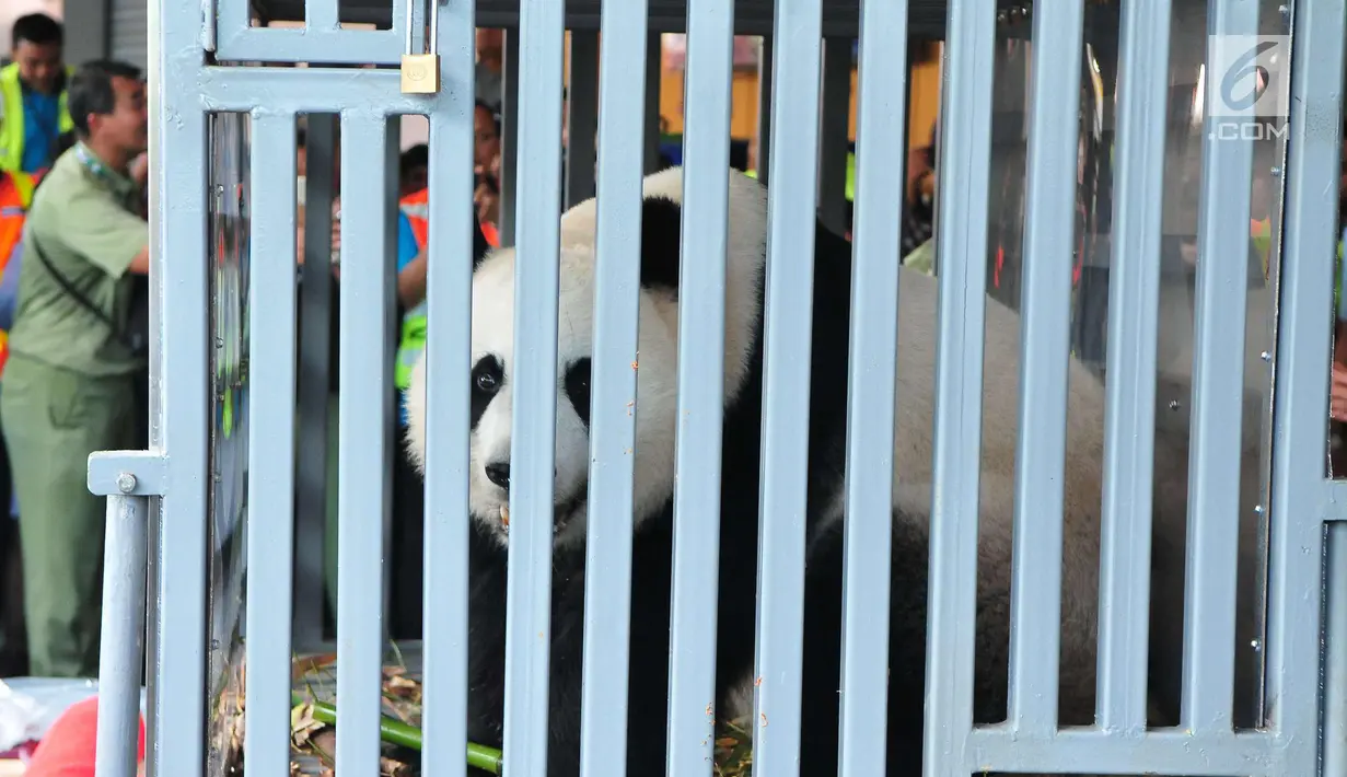 PHOTO: Menggemaskan, Dua Panda Raksasa dari China Tiba di Indonesia ...