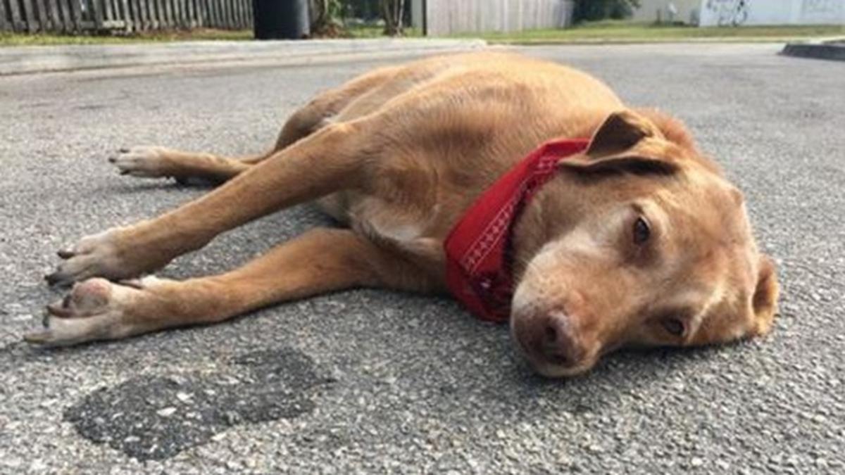Kasihan, Anjing Setia Tidur di Lokasi Kecelakaan Majikannya Yang Telah ...