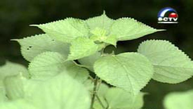 Serat Rami Alternatif Pengganti Kapas - News Liputan6.com