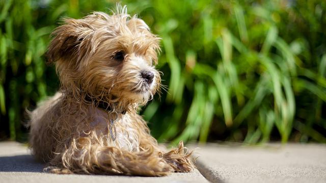 20 Gambar Anjing Lucu Kecil, Menggemaskan Menghibur Hati - Hot Liputan6.com