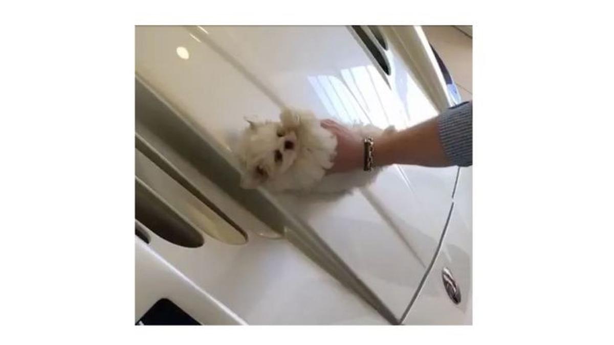Kejam, Anak Anjing Jadi Alat Mengelap Supercar
