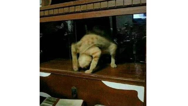 6 Potret Kucing Bergaya Akrobat Ini Bikin Gemas, Ada yang Kayang - Hot ...