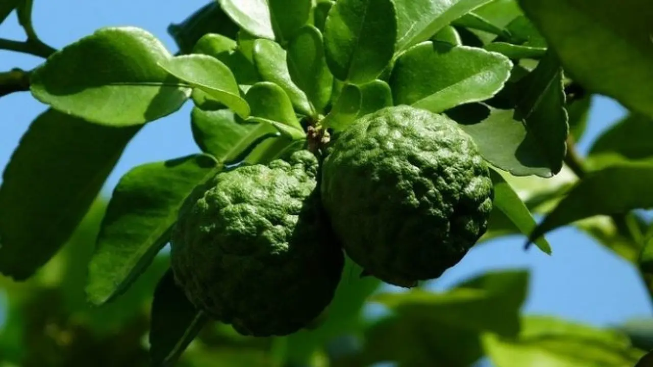 10 Manfaat Daun Jeruk Purut Bumbu Aromatik yang Kaya Manfaat, Ketahui ...